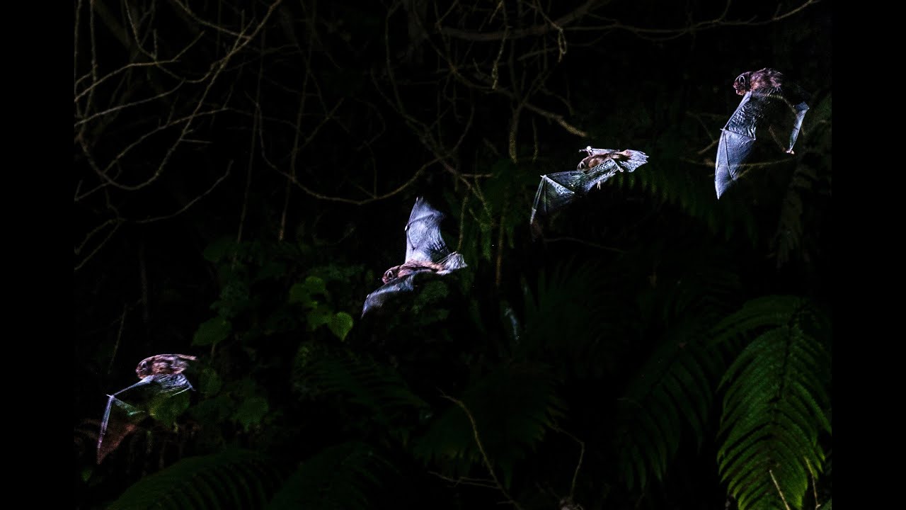 Pekapeka-tou-roa long-tailed bat - YouTube