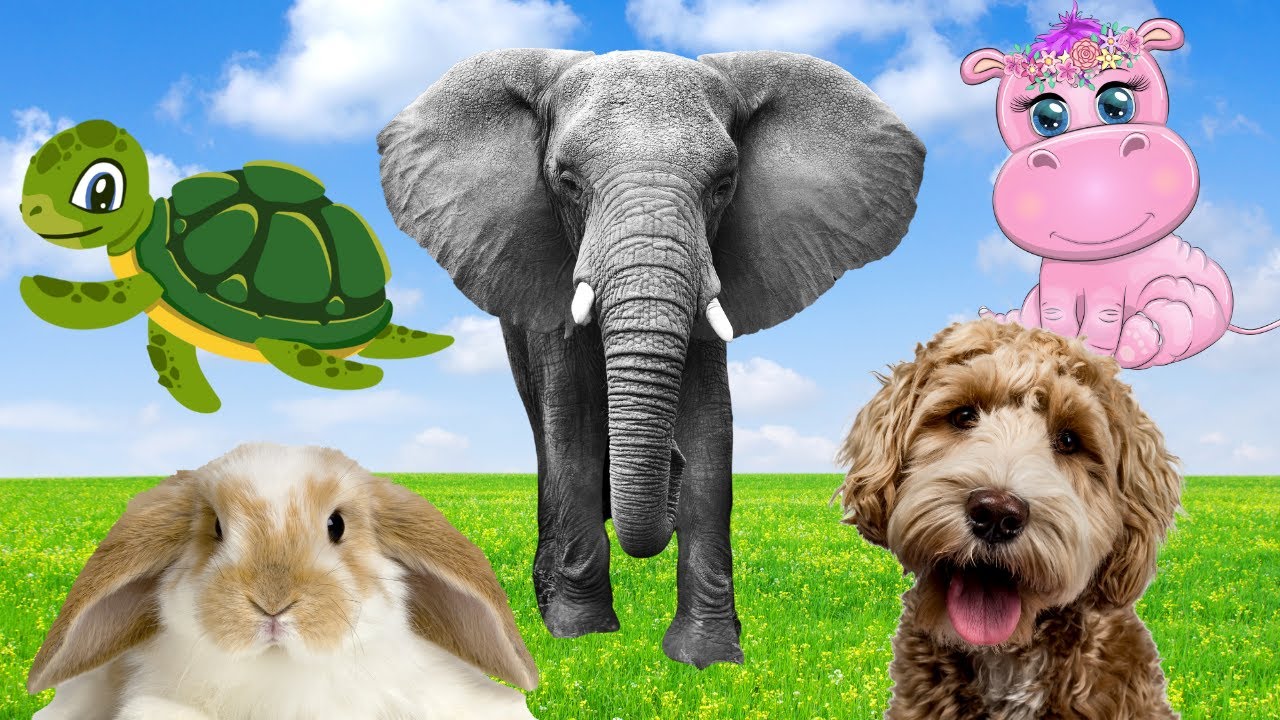 Farm Animals, Relax Music, Learning Animals, Piano Music, Animals Sound ...