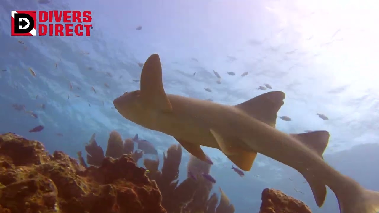 Divers Direct | Experiencing Underwater Life - YouTube