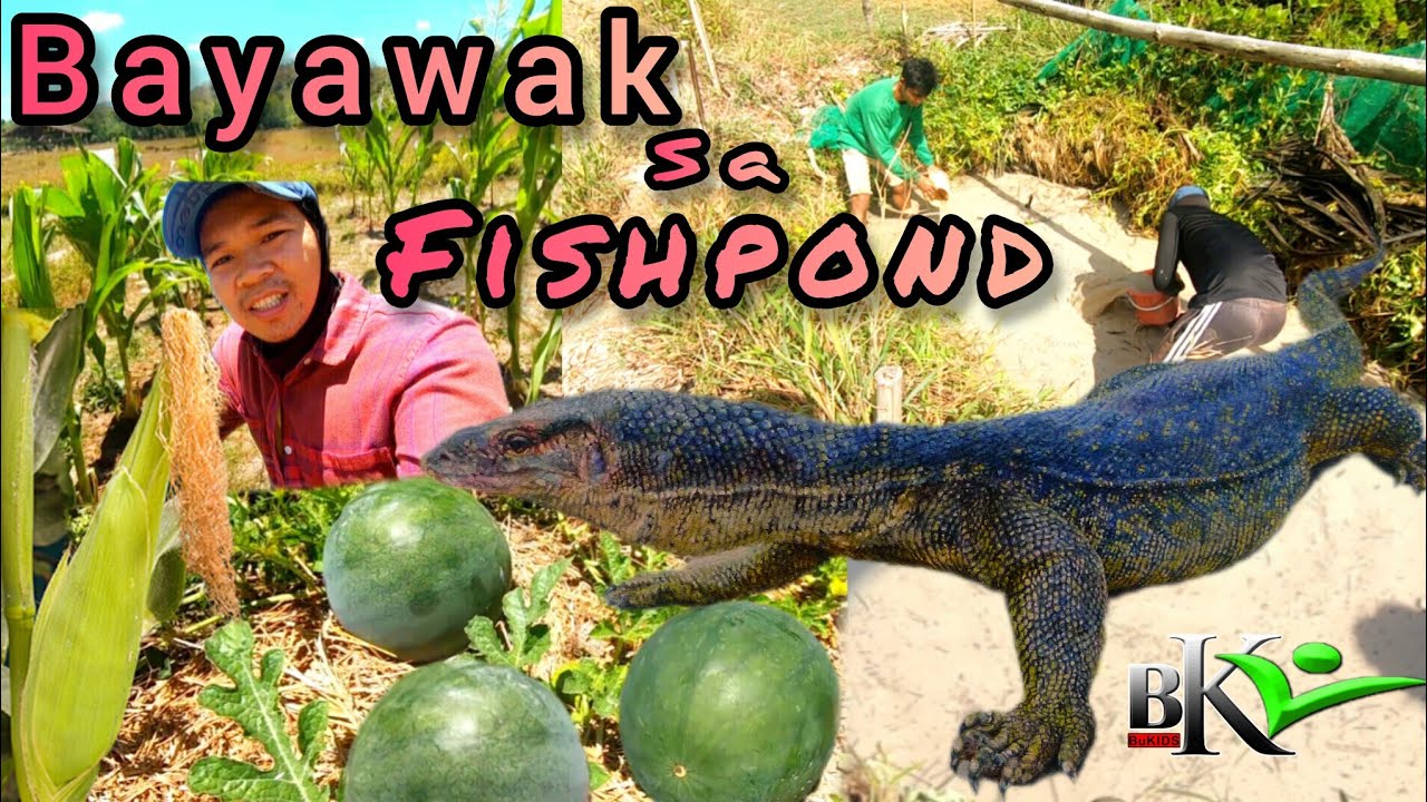 Ep.417- BINAHAYAN NG BAYAWAK ANG FISHPOND | BUHAY PROBINSYA | bukids ...