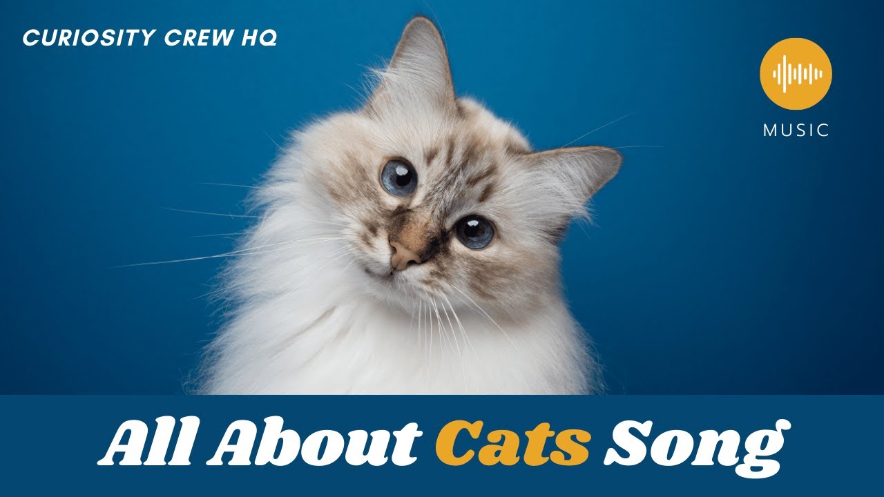 All About Cats Song for Kids | Educational Song for Kids | Curiosity ...