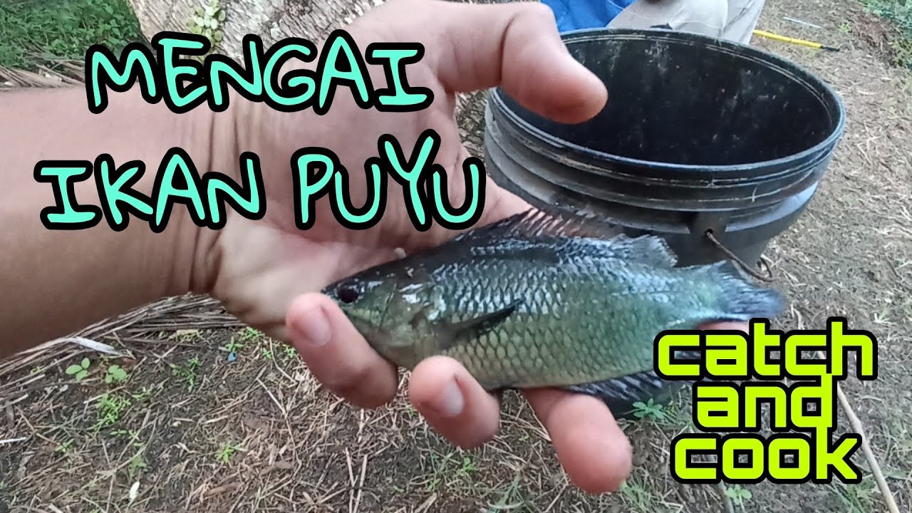 #EP477 Disinilah Ikan Puyu Hitam Berkumpul - mancing ikan puyu buat ...