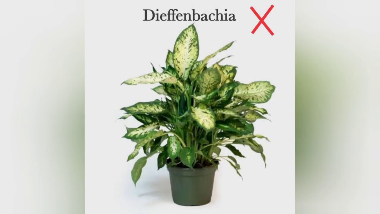 10 poisonous indoor plants can harm you - YouTube