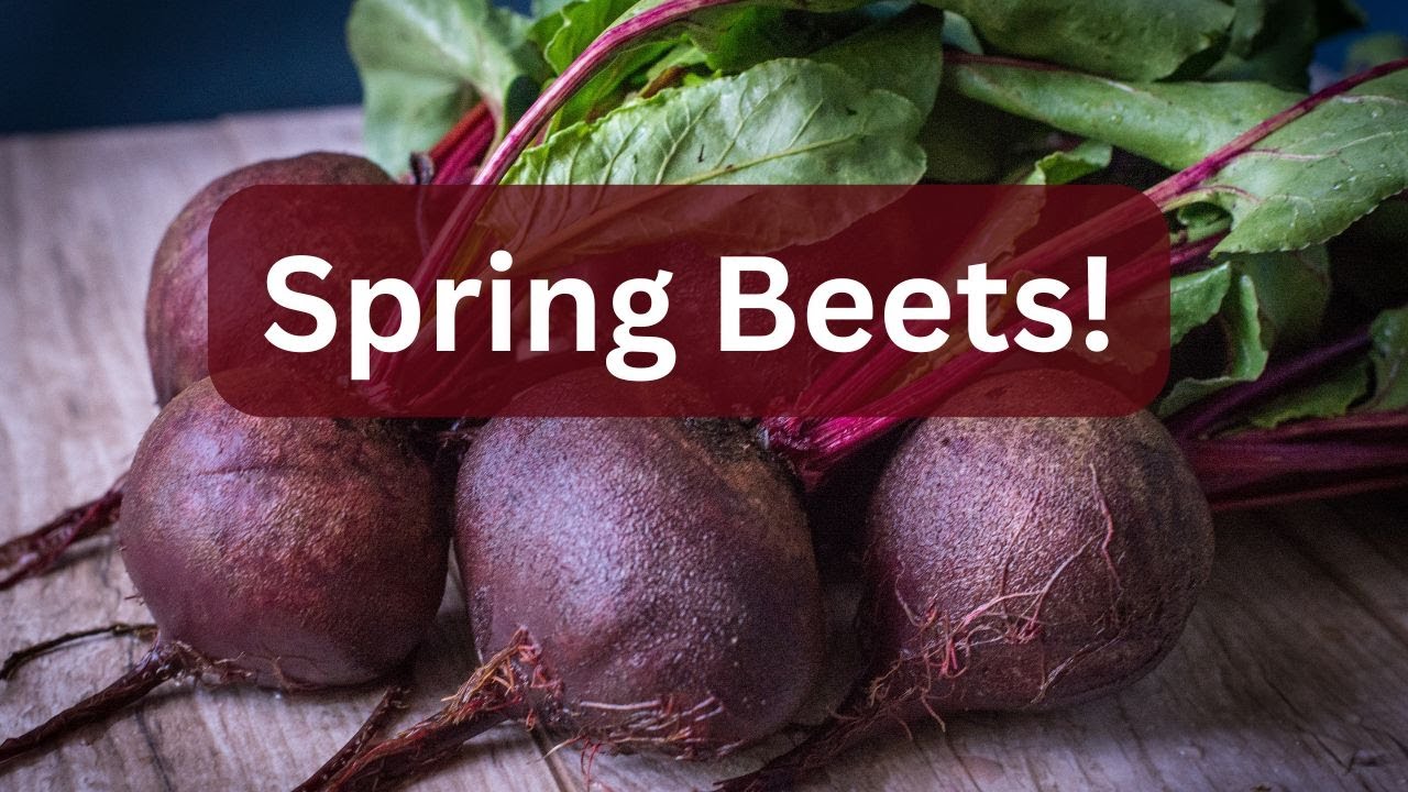 More Winter Planting - Detroit Supreme Beets and Spinach! # ...