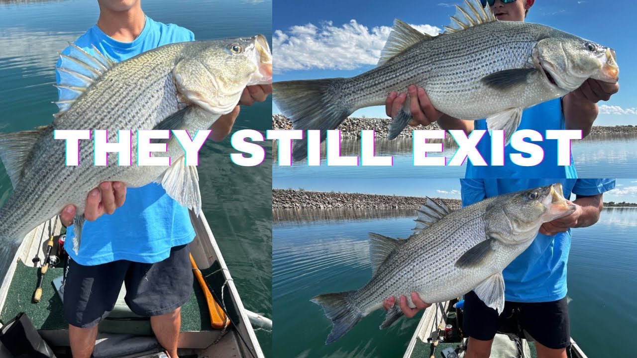 HE CAUGHT A MONSTER WHIPER! HUGE WHIPER CAUGHT IN COLORADO. (PERSONAL ...