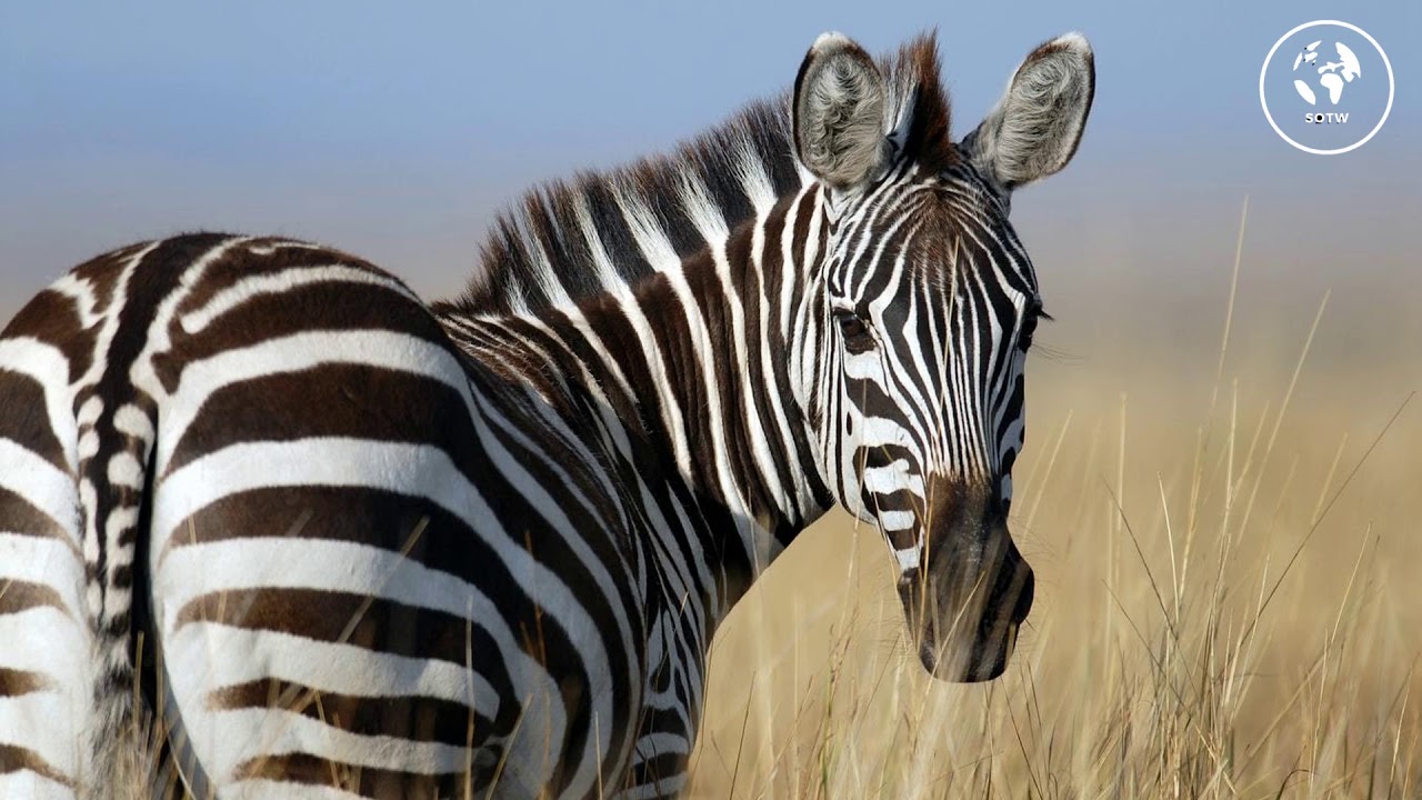 Zebra Sound Effects - YouTube