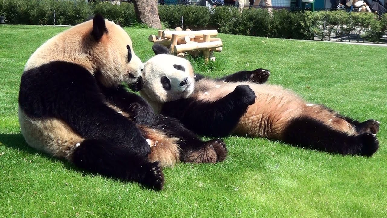 Panda twins cubs eating bamboo パンダ アドベンチャーワールド - YouTube