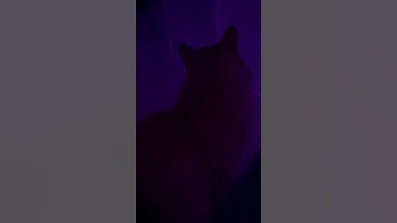 Ginge Needs So Much Attention Lol Cats Funny Ginge Led Youtube