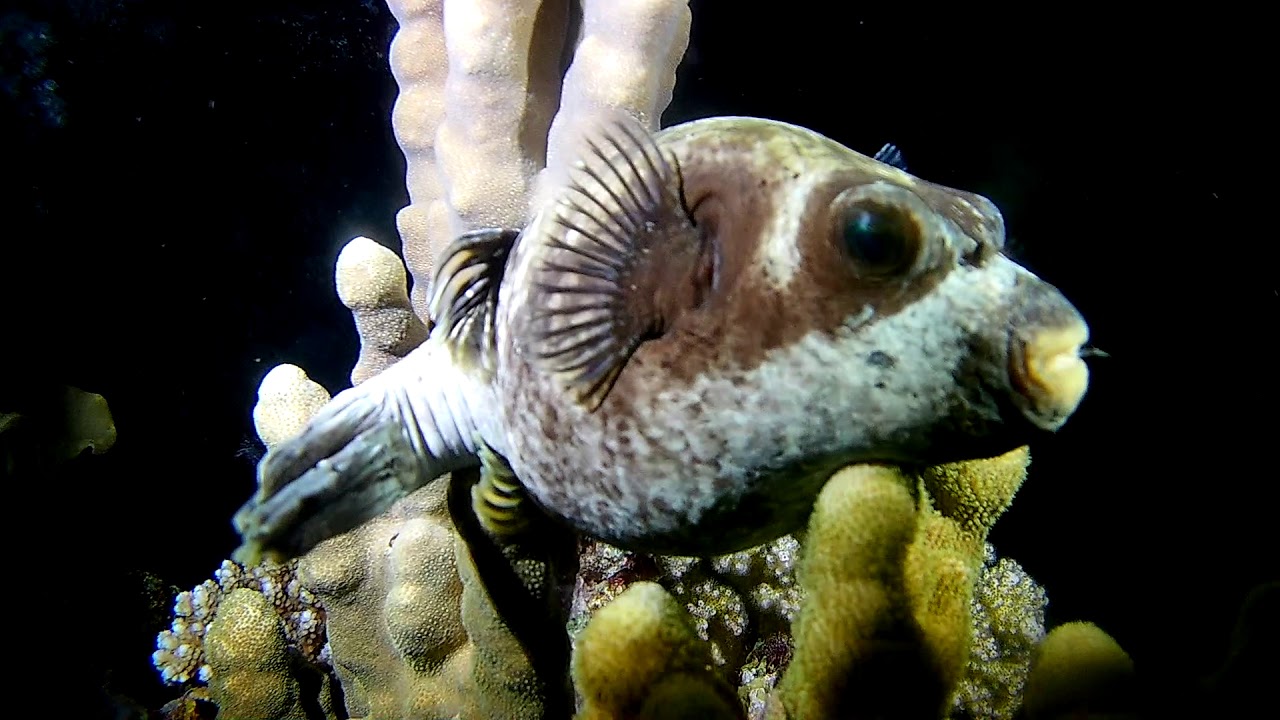 Nadymka maskowa - słodki maluch z Morza Czerwonego. - YouTube