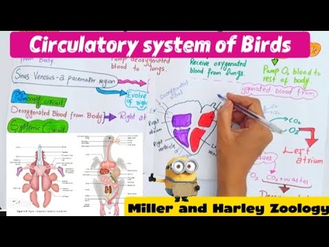 Blood circulation in Birds|Heart Anatomy|BSc and MSc Zoology|Detailed ...