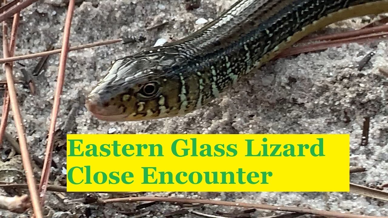 Eastern Glass Lizard Close Encounter - YouTube