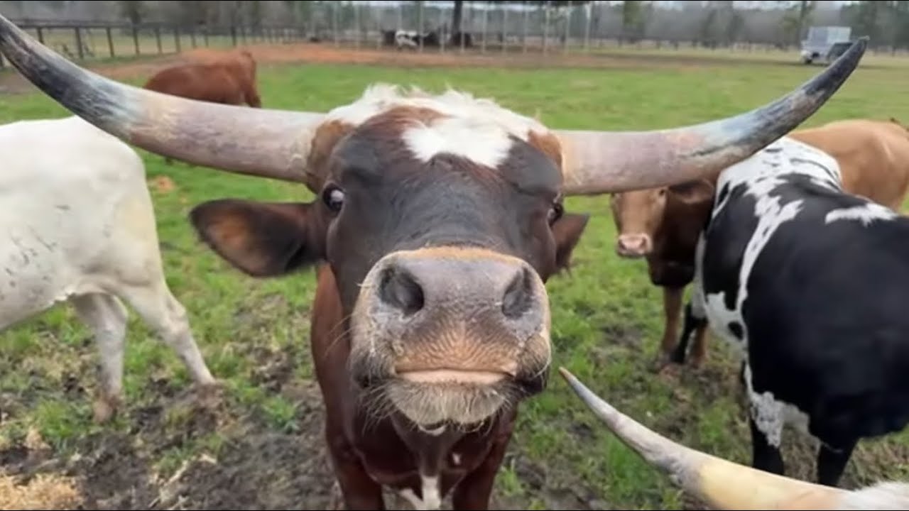 Morning Round Up at JL Ranch - YouTube