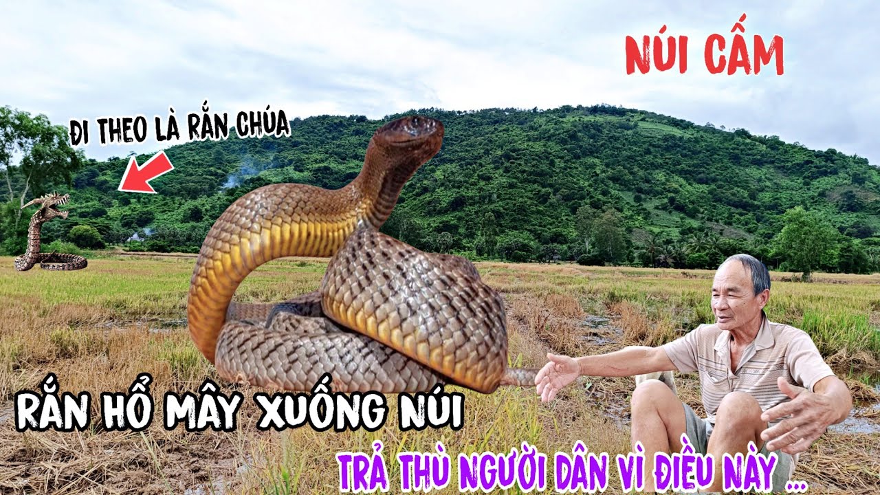 Rắn Hổ Mây Chui Ra Hang Xuống Núi Trừng Phạt Người Đến Phá, nhiều người ...