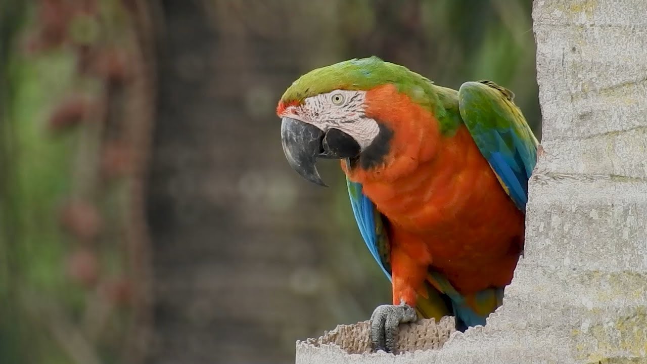 ARARA ARLEQUIM, HÍBRIDO, entre ARARA-CANINDÉ e ARARA VERMELHA, Guardando a entrada do ninho ...