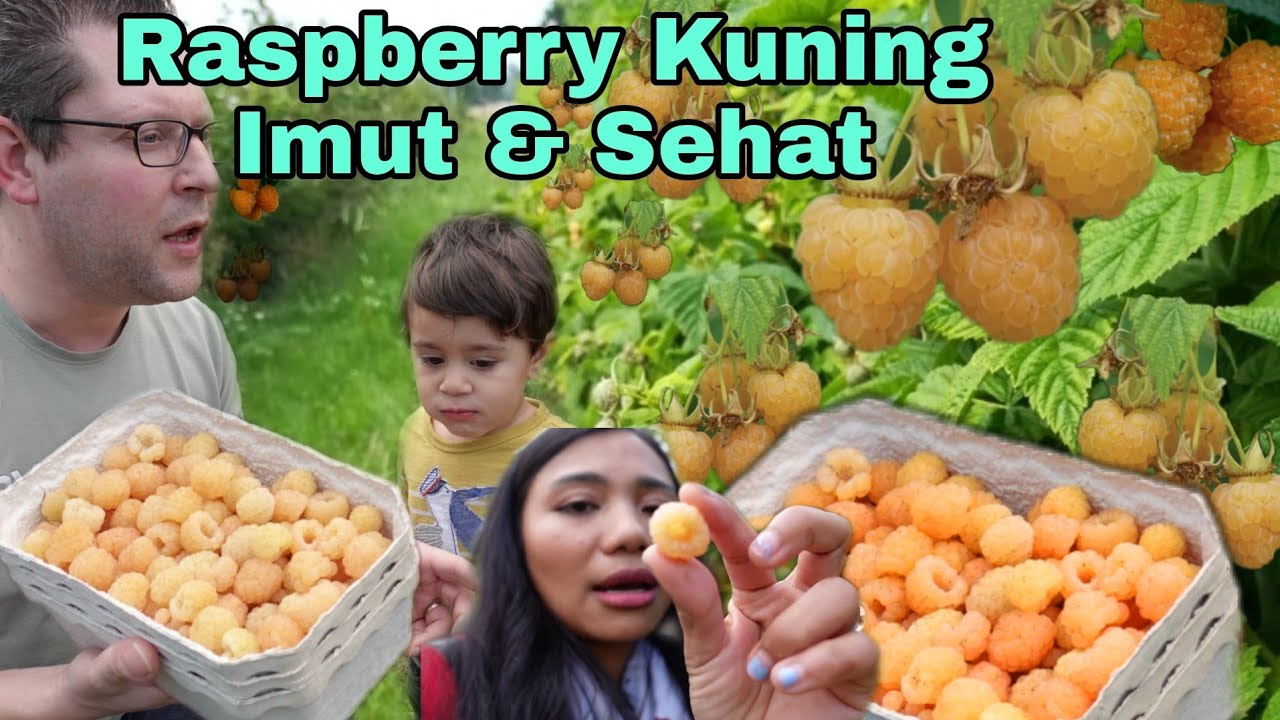 PANEN BUAH RASPBERRY WARNA KUNING PERTAMA KALI, IMUTNYAAAA - YouTube