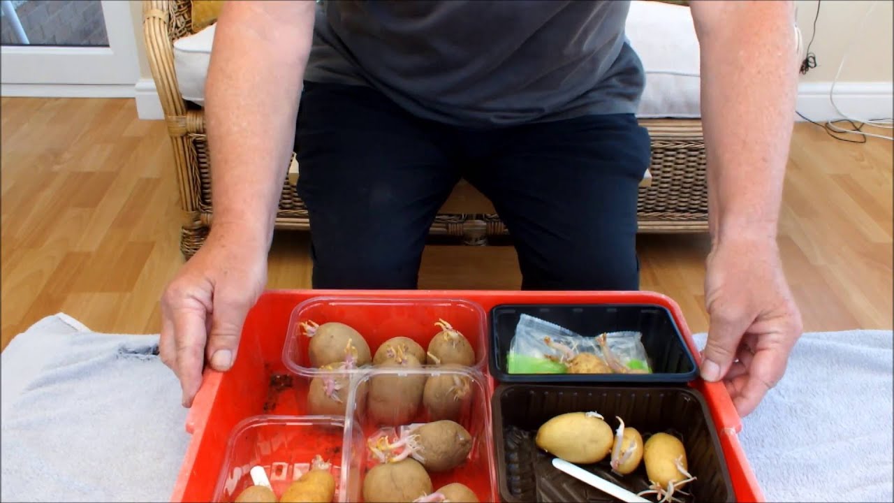 Fridge potato update.Part 3. Two crops, same pot, same compost, same ...