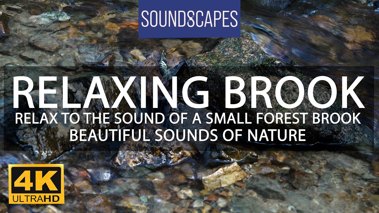 A calming and relaxing brook in the spring forest, beautiful nature ...