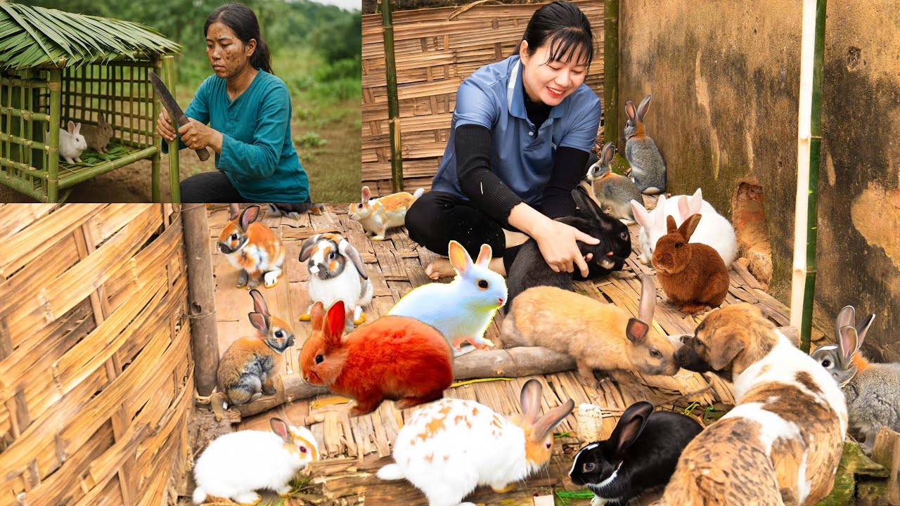🛑 Live Stream | Woman Building Bamboo Rabbit Cage, Harvest and Sell ...