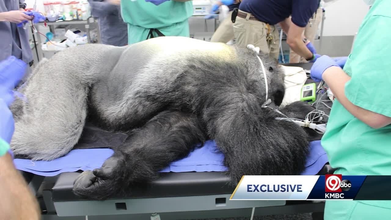 Surgery last year by KU doctors helped extend life of KC Zoo gorilla ...