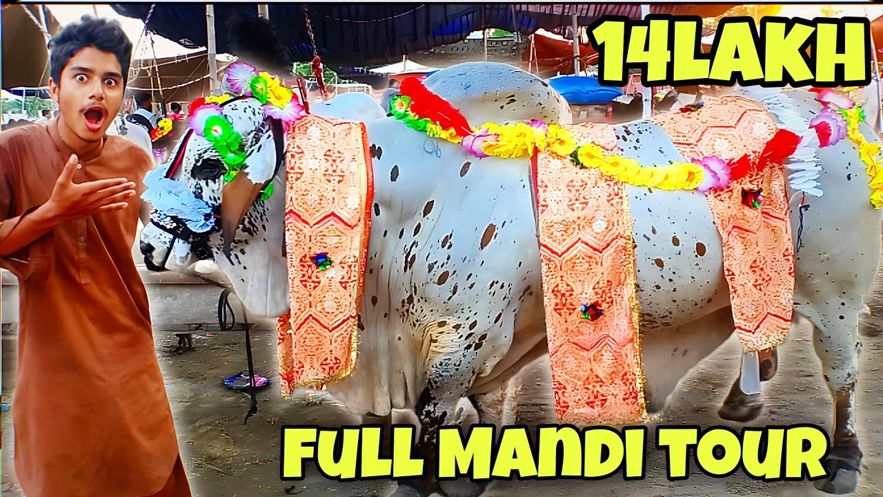 14 Lakh ka Janwar | full Mandi tour | Bakra Mandi vlog 🐮 - YouTube