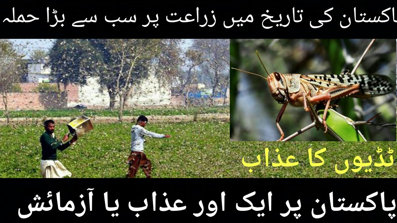 locust attack in pakistan 2020||the biggest threat pakistani ...