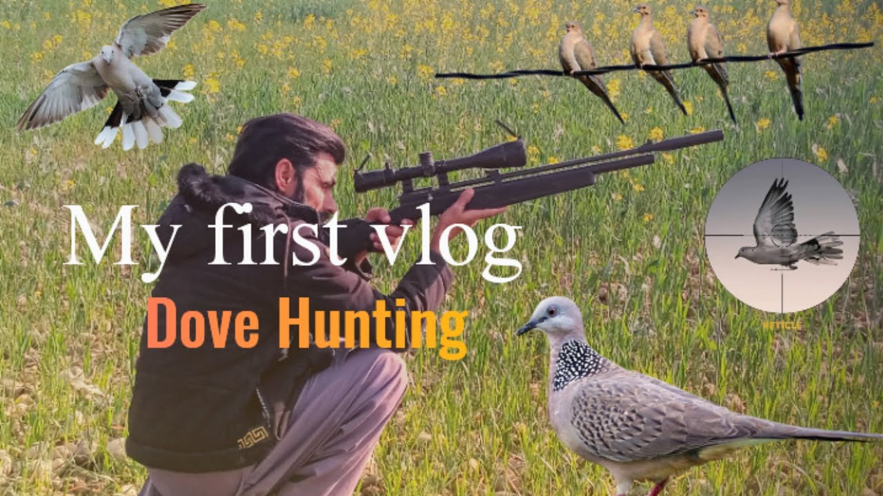 Dove hunting | airgun best hunting | dove hunting with scope - YouTube