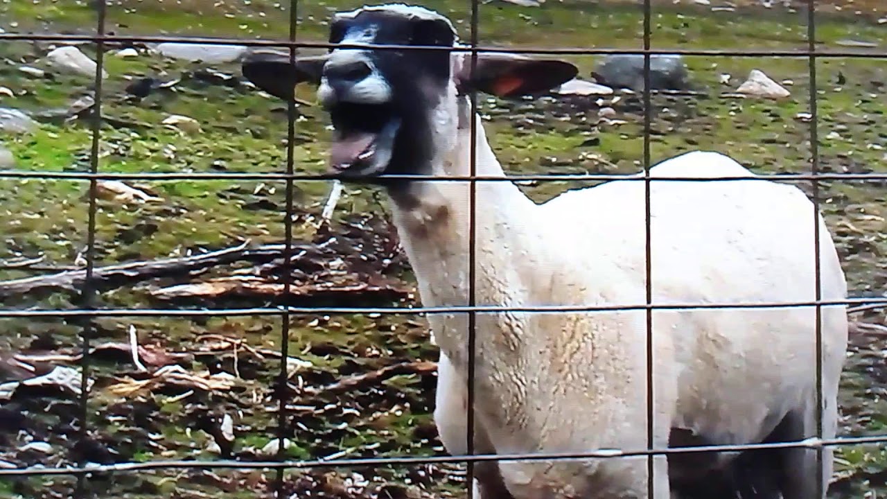 screaming llama - YouTube