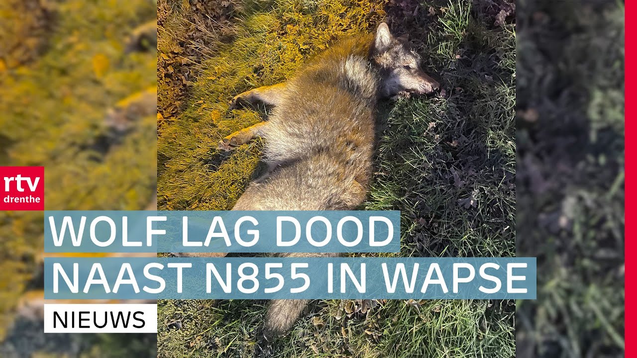 Wolf doodgereden op N-weg & Dode gevonden in Gees | Drenthe Nu - YouTube