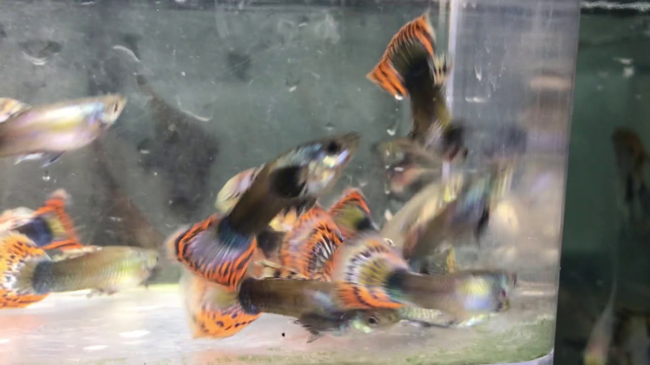 Dumbo Platinum Guppies new 6/15 - YouTube