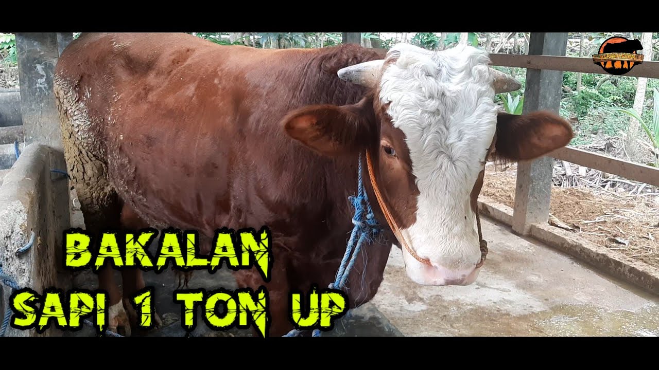 BAKALAN SAPI JUMBO 1 TON UP ⁉️ SI PETUNG SAPI MILIK BP. NARDI - YouTube