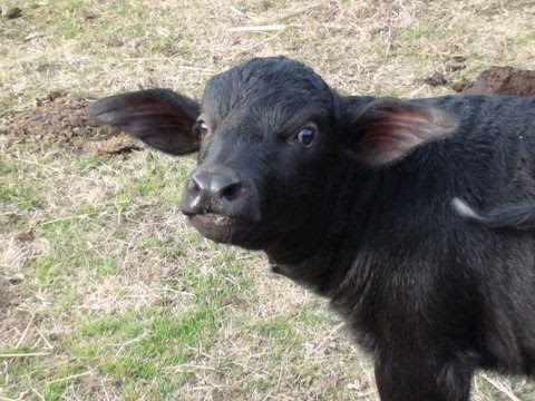buffalo calf playing with his owner/calf video compilation - YouTube