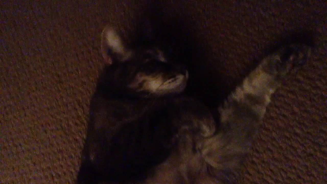 Cat doing a dab real - YouTube