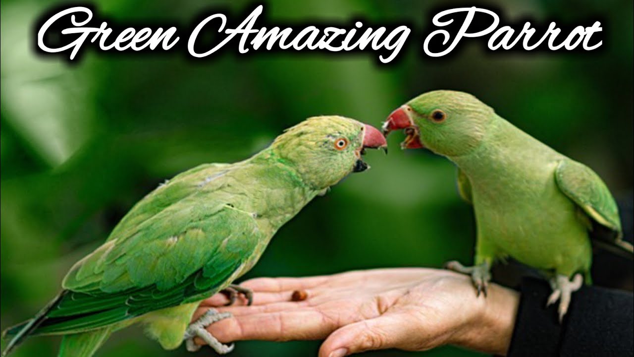 funny parrot videos-parrot talking-talking parrot-amazing talking ...