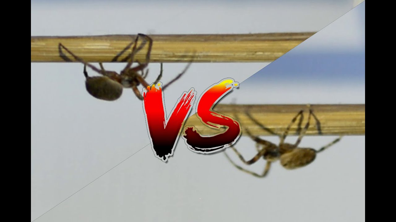 Gagamba Sabong Matira ang Matibay (Spider Fight) Episode #2 - YouTube