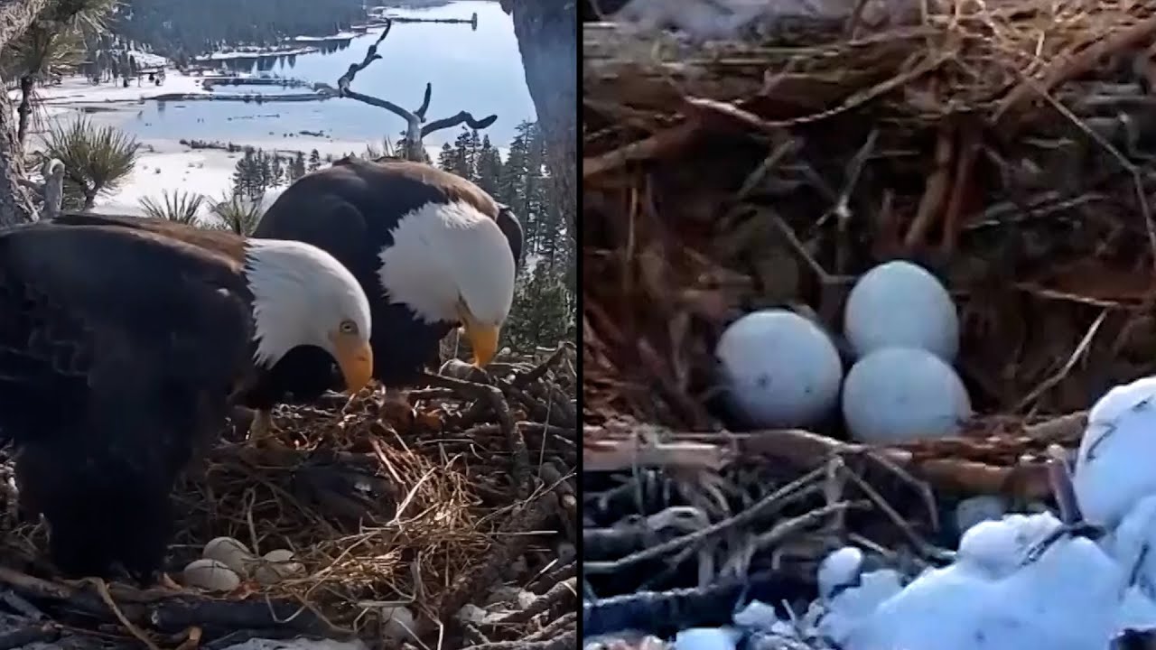 California ‘Love Bird Eagles’ Are Couple Goals - YouTube