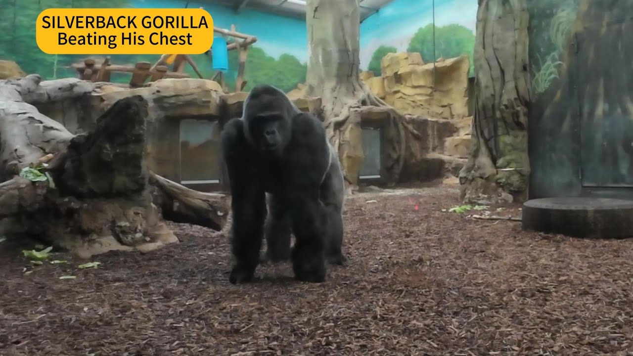 SILVERBACK GORILLA-MONZA | Beating His Chest Twice | PART 4 #Monza # ...