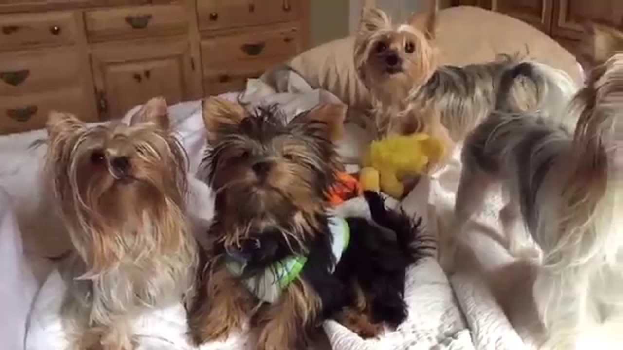 My Yorkies posing for perfect picture - YouTube