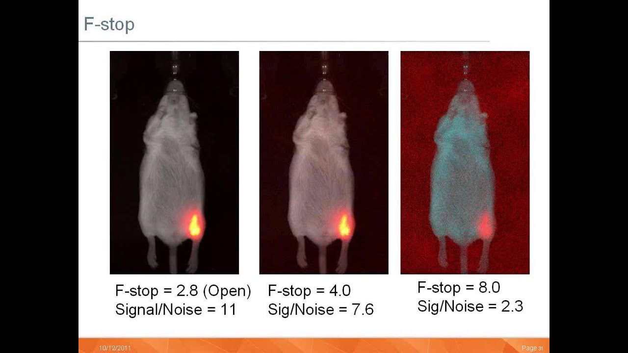 Tips and Techniques - The In-Vivo MS FX PRO for the Beginning User ...