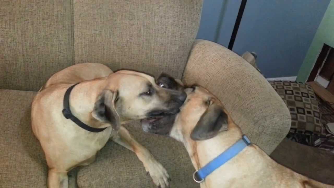 Snarling Dogs 2 - YouTube