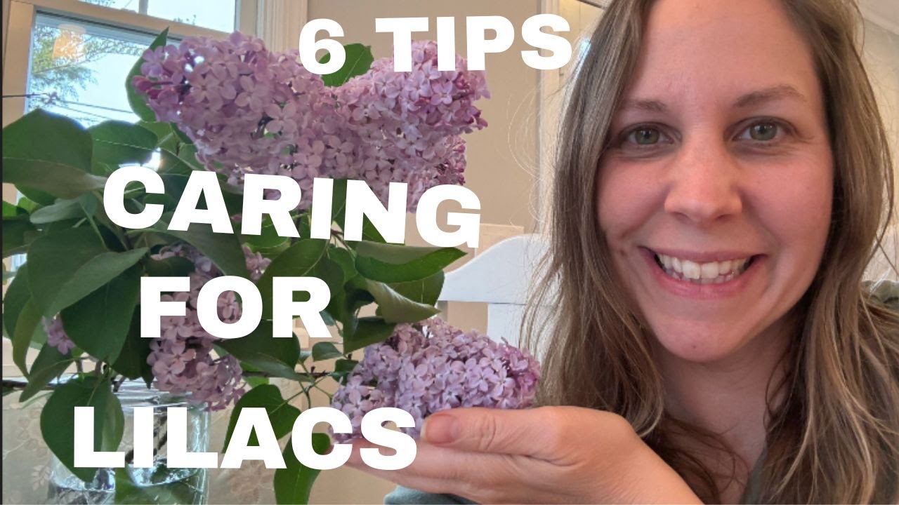 6 Tips for harvesting Lilacs, Cut Flowers, Gardening - YouTube