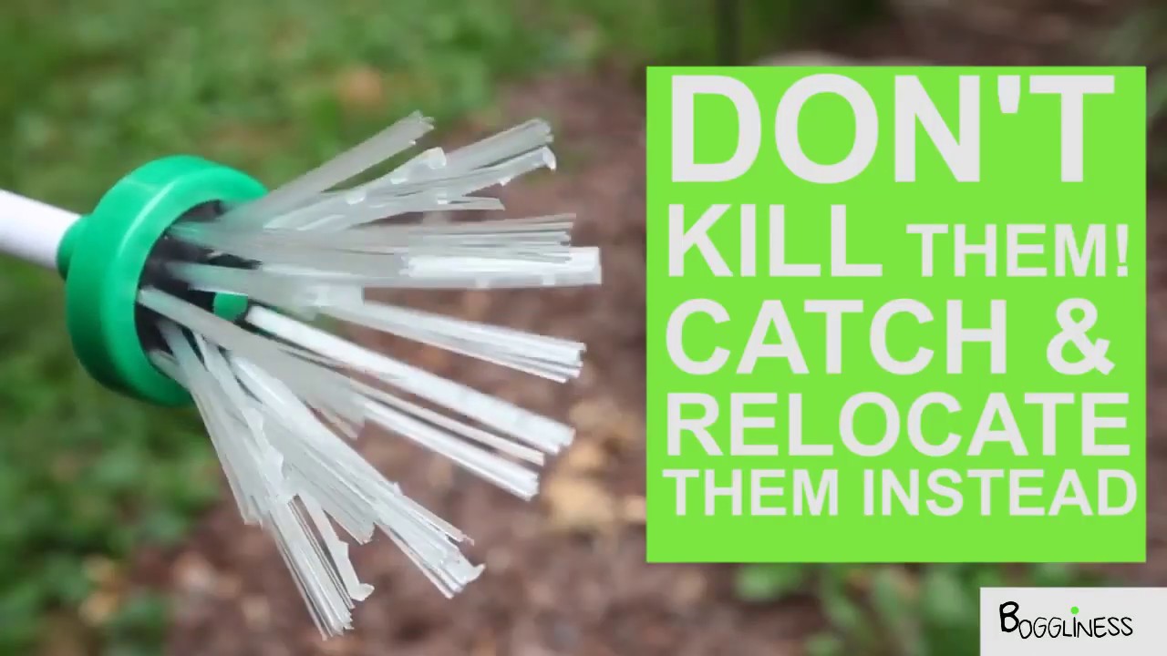 Bug Grabber - YouTube