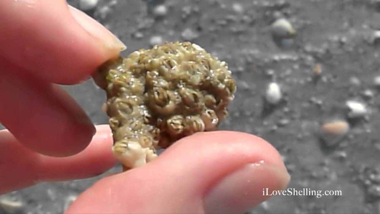A Barnacle Bit - YouTube
