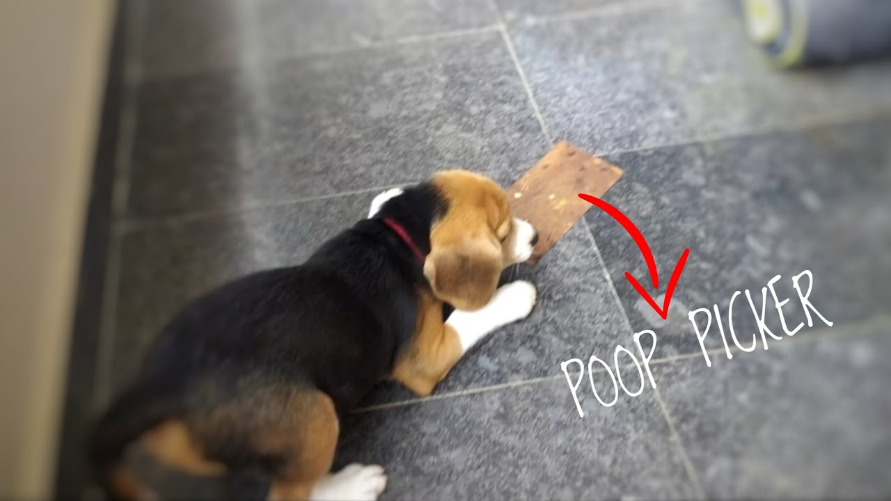 Cute Beagle puppy angry on his Poop picker. | Cooper the cute Beagle ...