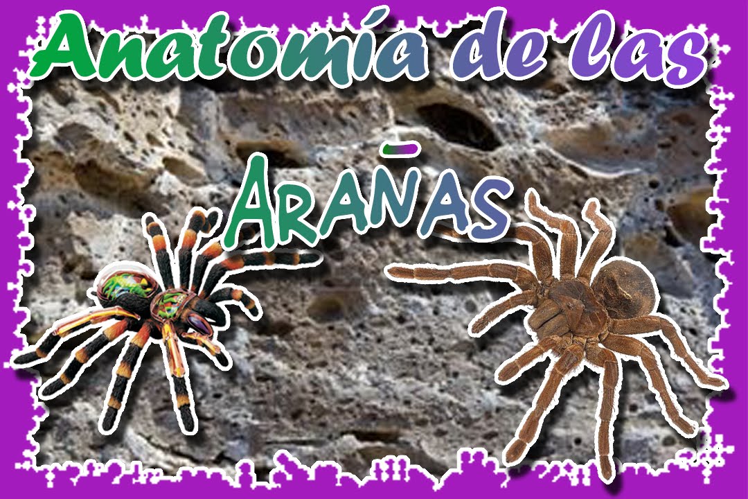 Anatomía de las arañas |Queda impresionado con su interior| (Anatomía ...