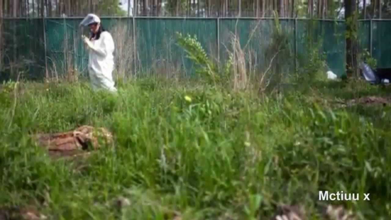 La granja de cadaveres - YouTube