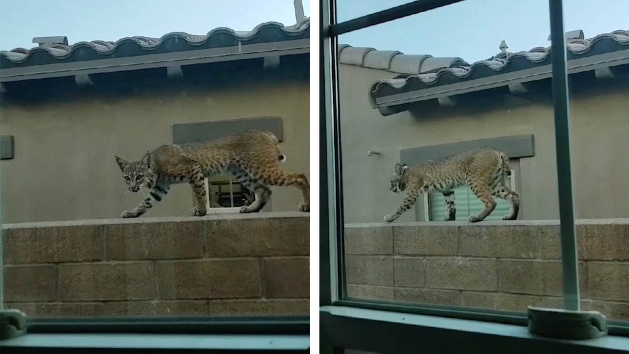 Curious Bobcat Visits House - YouTube