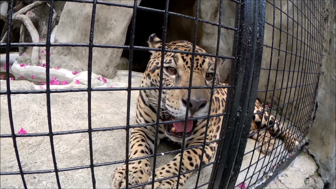 Lions Tigers and Hippos and more at Avilon Zoo | SJ6 Legend Video - YouTube