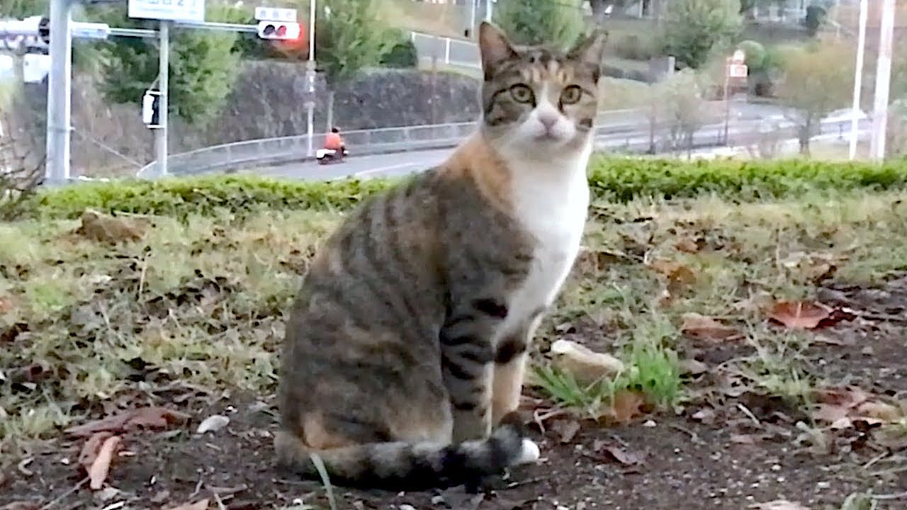 Calico Cat & Grey and White Tabby Cat 25 Twilight and Night Oct 2023 # ...
