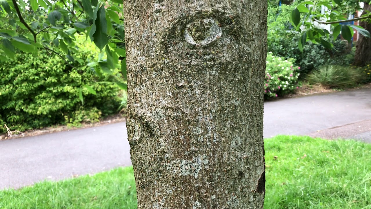 Yellow buckeye - trunk - June 2020 - YouTube