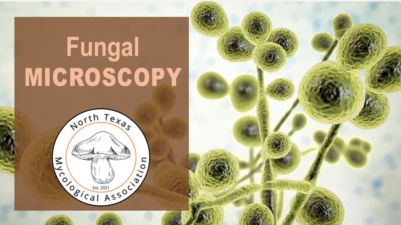 Fungal Microscopy by Alan Rockefeller - YouTube